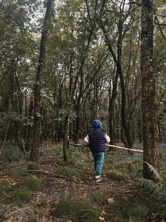 Back View of a Little Boy Walling in the Forest Stock Image - Image of ...