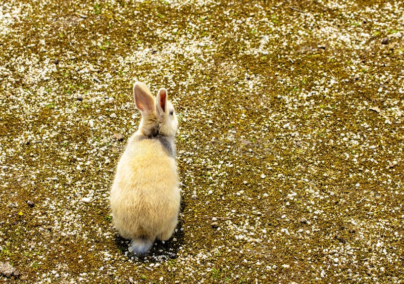 Back Rabbit Stock Photos - Download 1,514 Royalty Free Photos