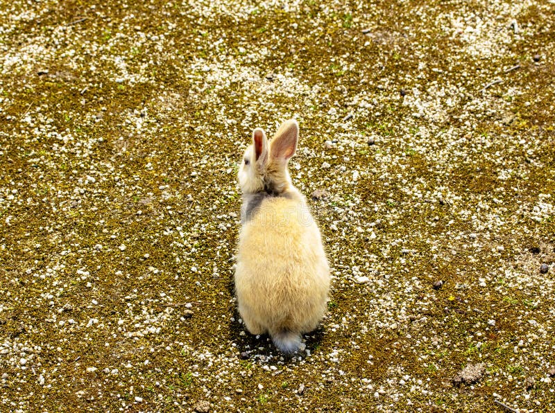 2,182 Back Rabbit Stock Photos - Free & Royalty-Free Stock Photos from ...