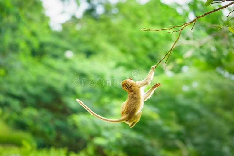 Back View Macaca or Monkey is Dangling and Swing, Looking Like Tarzan ...