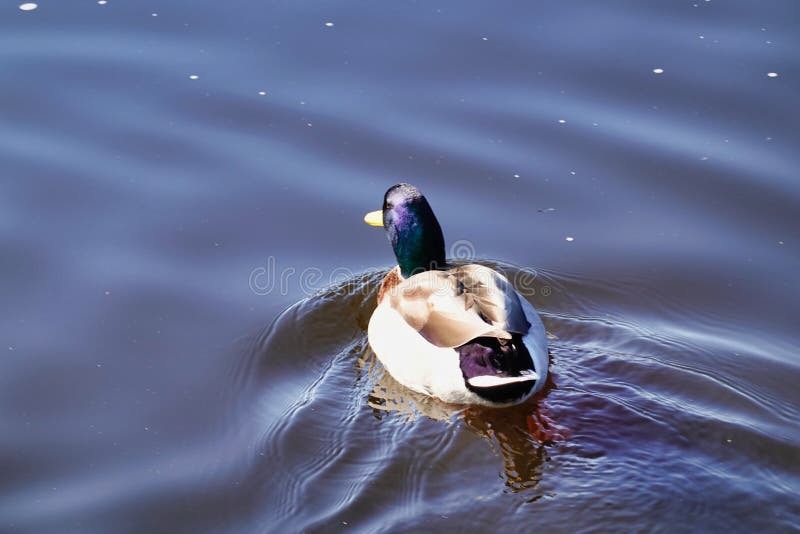 Back View of a Mallard Duck Swimming in a Po Stock Image - Image of ...
