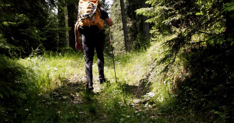 Back View on Man with Hiking Equipment and Backpack Walking in Forest ...
