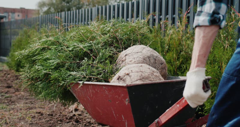 Back View: a Man Rolls a Cart with Tui Saplings. Planting Trees for ...