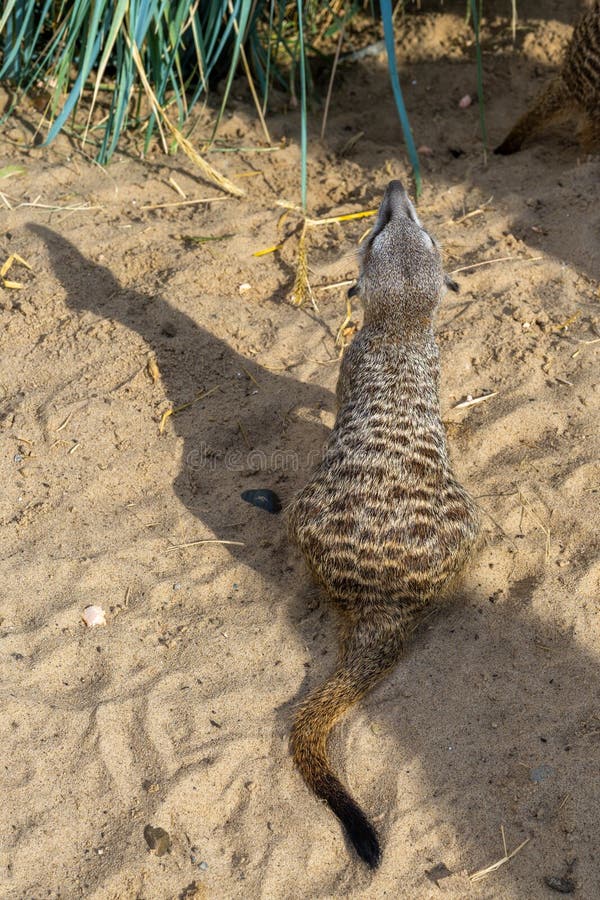 Back View of a Meerkat with a Black Tail Stock Image - Image of park ...