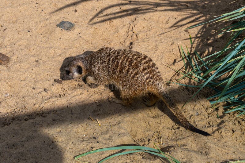 Back View of a Meerkat with a Black Tail Stock Image - Image of nature ...