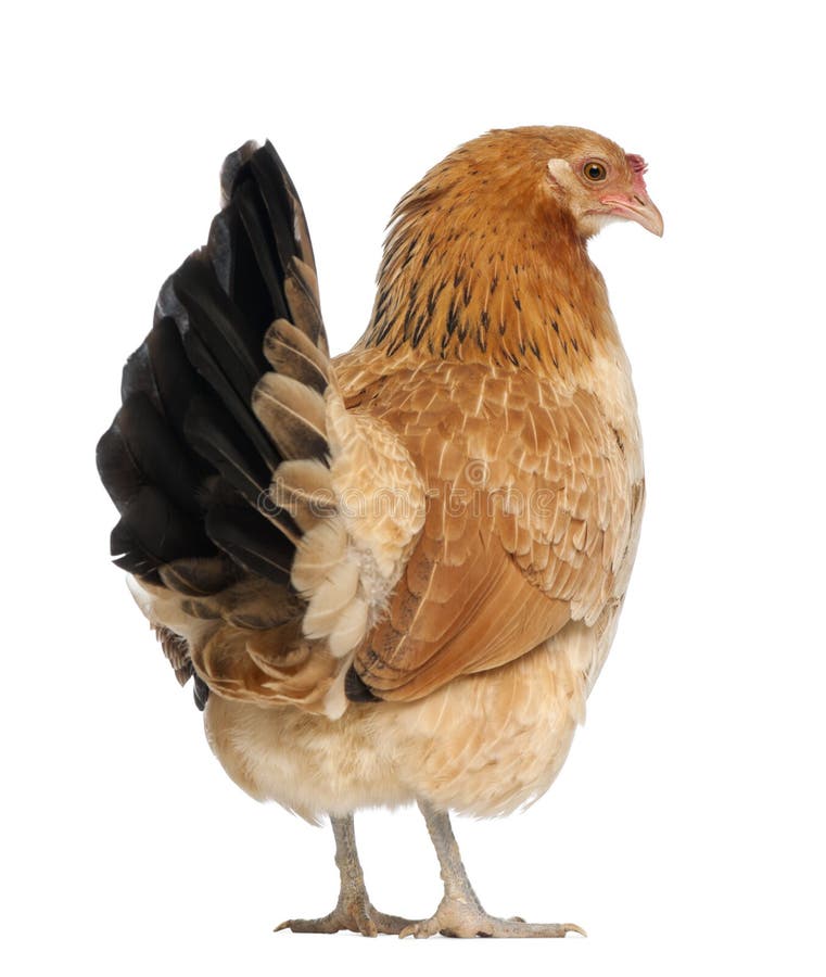 Back View of a Edible Frog - Rana Esculenta Stock Photo - Image of body ...