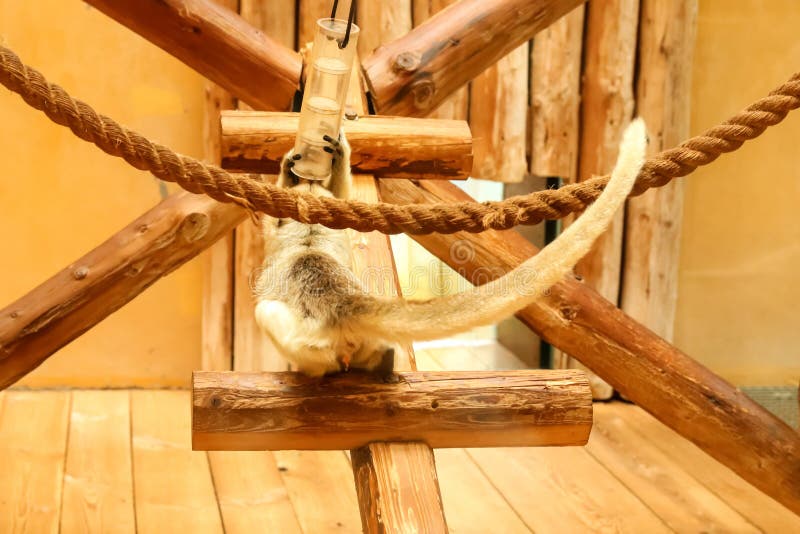 Back View of a Monkey Drinking Water from a Drinking Bowl. Monkey ...