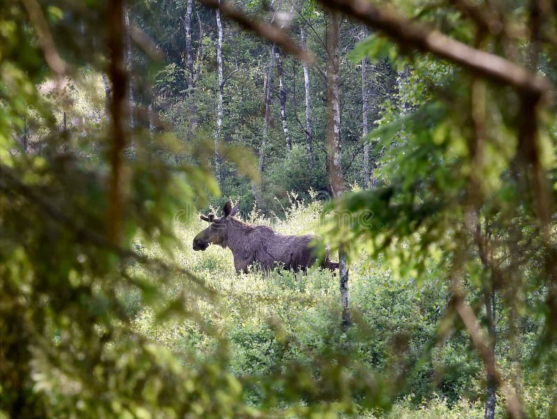 Back View of a Moose in the Forest with Tree Branches on the Foreground ...