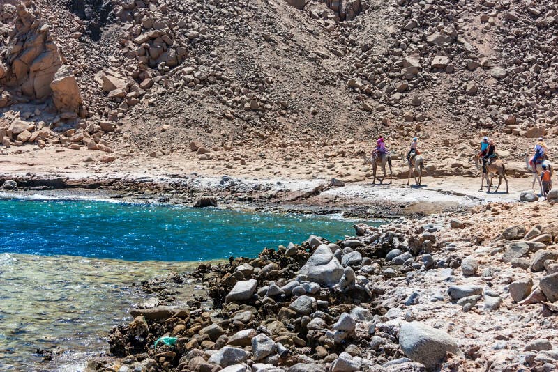 Back View Nomads Lead Camel Trip in Egypt Editorial Stock Photo - Image ...
