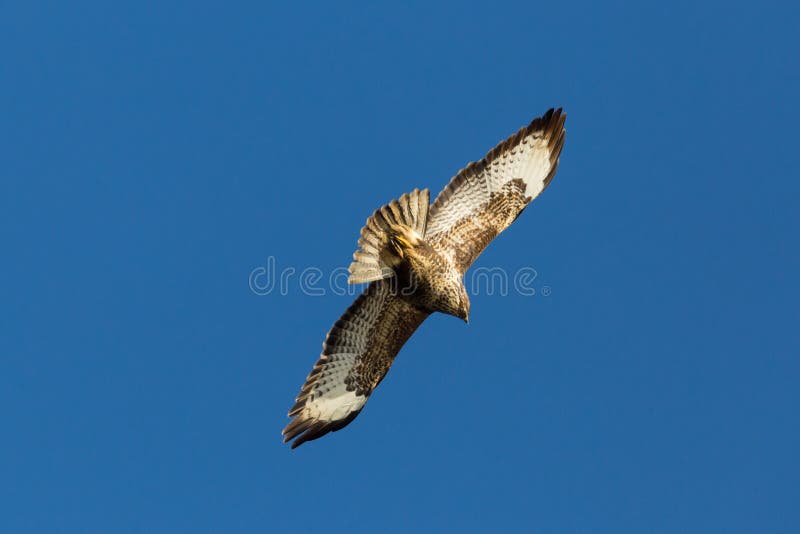 Back View One Common Buzzard Buteo Buteo in Flight in Blue Sky Stock ...