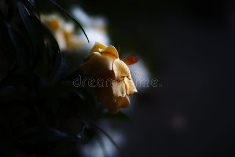 Back View of an Orange Garden Rose Stock Photo - Image of color ...