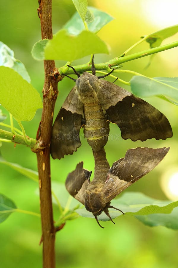 The Back View of a Pair of Poplar Sphinx Moths Mating Stock Image ...