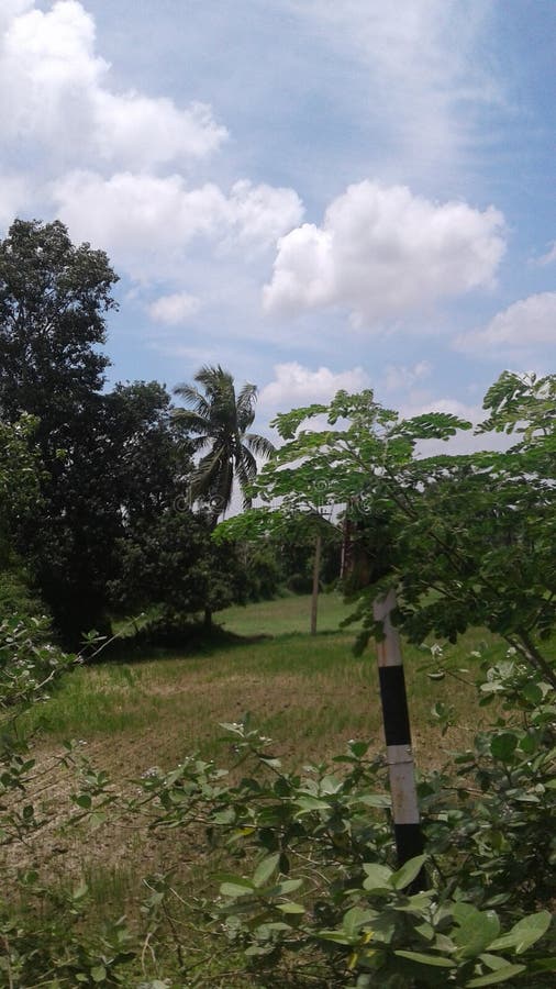 Back view of palm tree stock image. Image of travel - 154604051