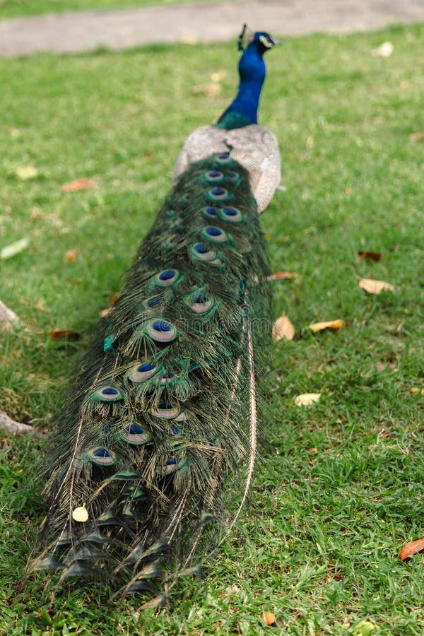 Back View of a Peacock with Beautiful Long Tail Stock Image - Image of ...