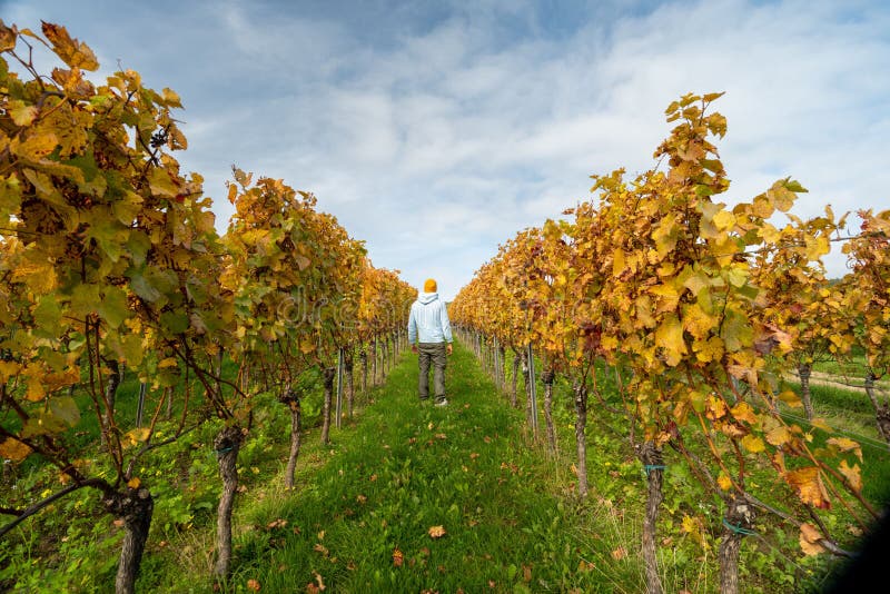 Back View of a Person Walking Down a Garden with Rows of Trees Stock ...
