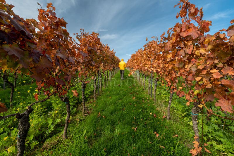 Back View of a Person Walking Down a Garden with Rows of Trees Stock ...