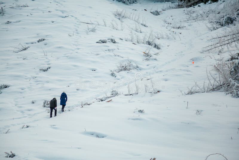 Back View of Persons Walking in Beautiful Winter Mountain Forest Stock ...