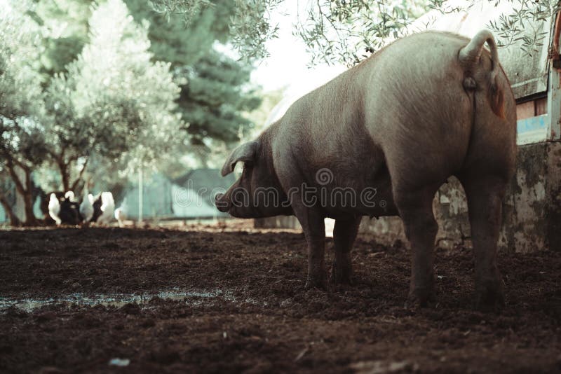 387 Back View Pig Stock Photos - Free & Royalty-Free Stock Photos from ...