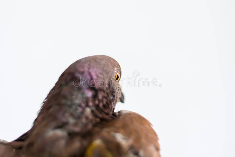 Back Pigeon Attracted To a Dark Entrance in a Stone Construction Stock ...