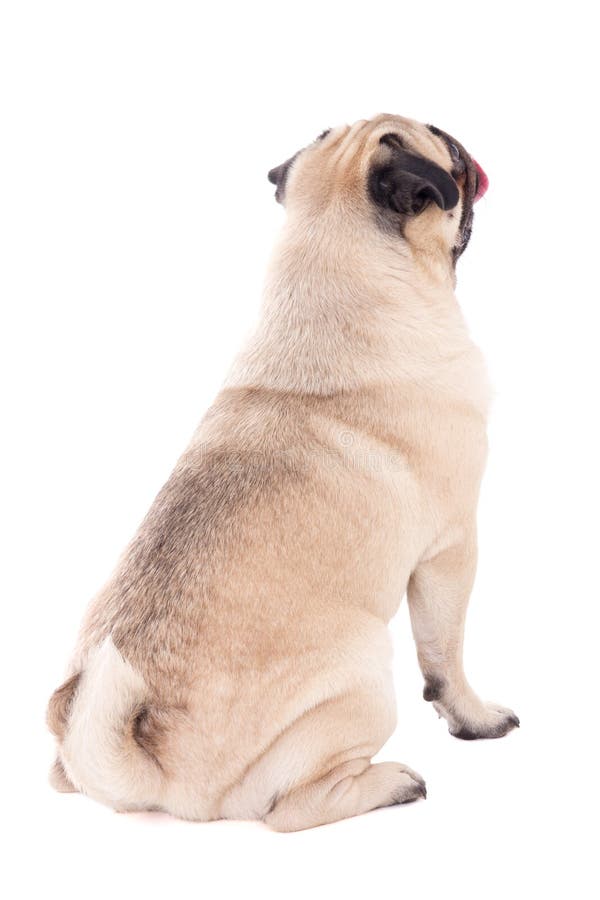 Back View of Pug Dog Sitting Isolated on White Stock Image - Image of ...