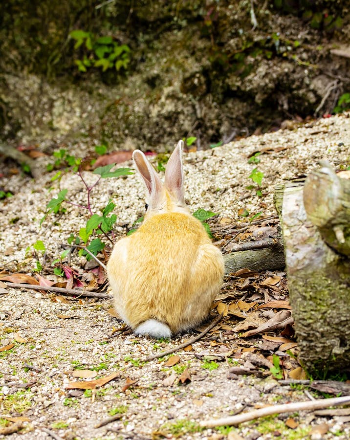 2,182 Back Rabbit Stock Photos - Free & Royalty-Free Stock Photos from ...
