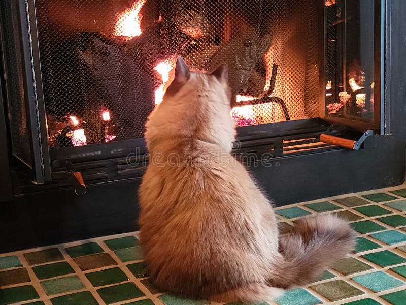 Ragdoll Cat by a Fireplace stock photo. Image of wood - 232929842
