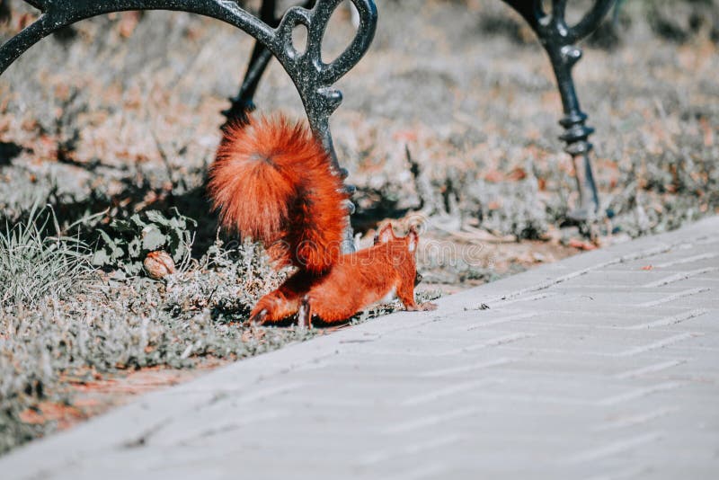 Back View of a Red Squirrel in the Woods Stock Image - Image of fluffy ...