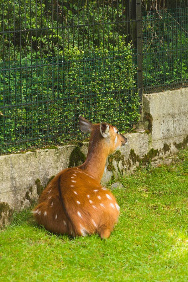 313 Young Deer Back View Stock Photos - Free & Royalty-Free Stock ...