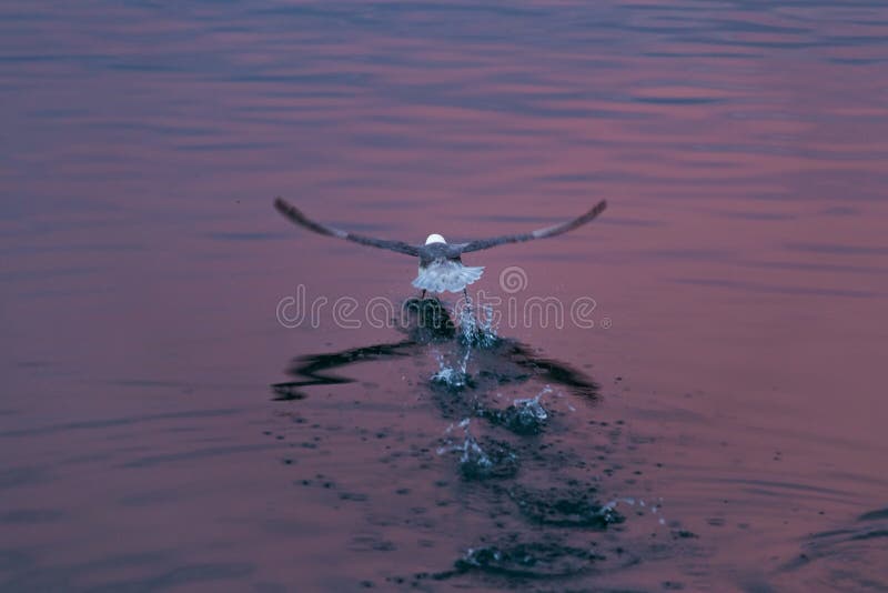 225 Seagull Rear View Stock Photos - Free & Royalty-Free Stock Photos ...