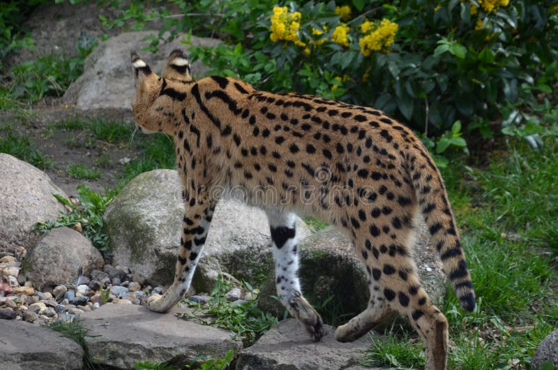Serval Cat Back Stock Photos - Free & Royalty-Free Stock Photos from ...