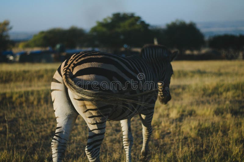 A Back View from a Single Zebra in the Savannah Stock Photo - Image of ...