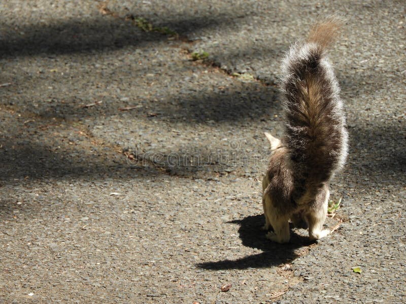 Back View of a Small Gray Squirrel in a Park Stock Image - Image of ...