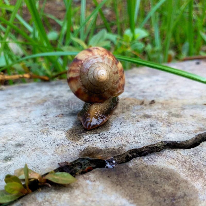 Conical Snail Shell Viewed from Behind Stock Image - Image of conical ...