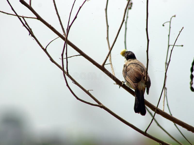 Back View of a Sooty-headed Bulbul (Pycnonotus Aurigaster) Bird Stock ...