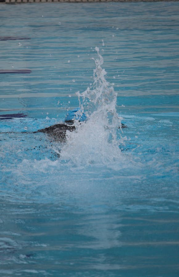 Back View of a Sportsman Swimming in the Pool Stock Image - Image of ...