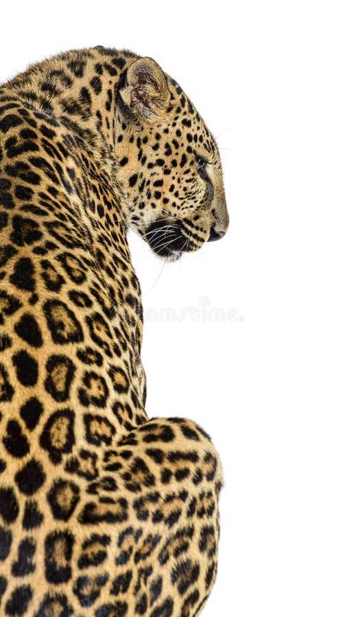 Back View of a Spotted Leopard Looking To the Side, Isolated on White ...