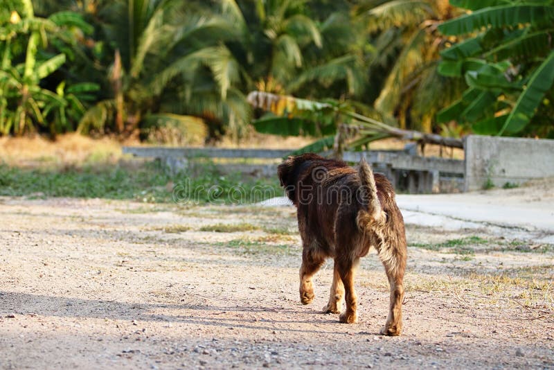 Back View of Stray Dog Walk in Outside Nature Background. Stock Image ...