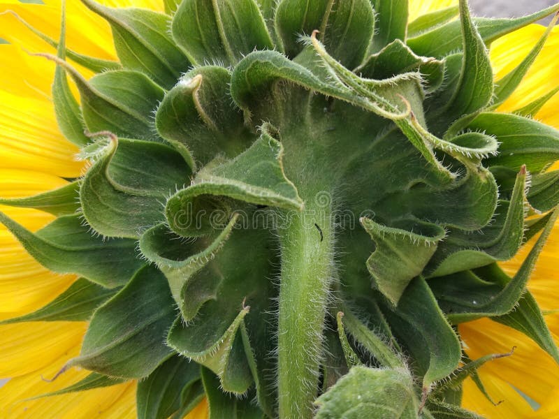 Back view of sunflower stock photo. Image of macro, isolated - 285421822
