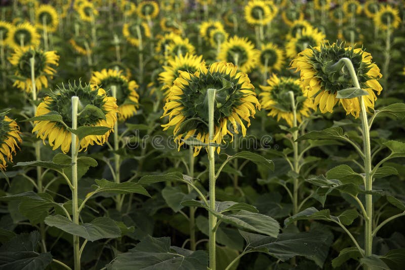 Back View of Sunflower Field Stock Image - Image of plantation ...