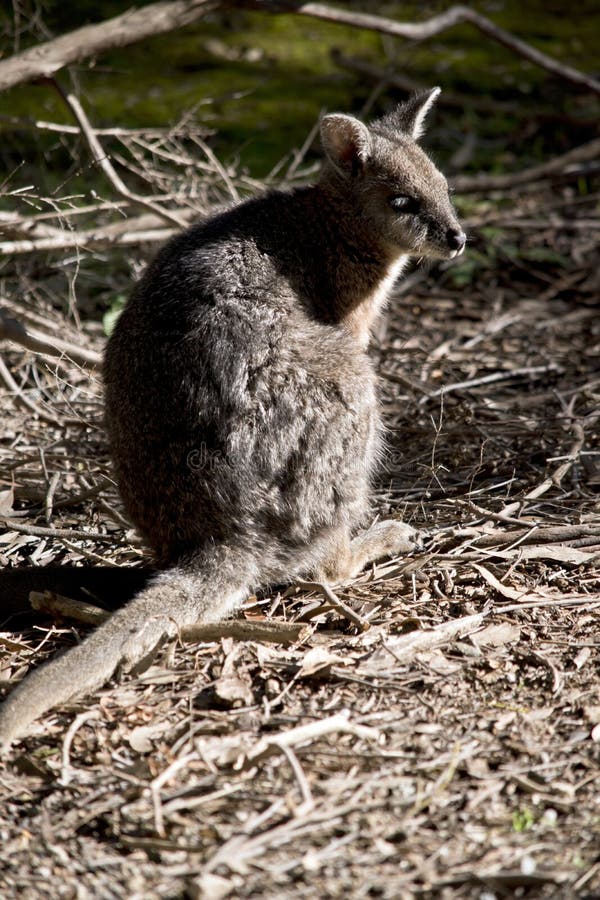 The Tammar Wallaby is Foraging for Food Stock Image - Image of brown ...