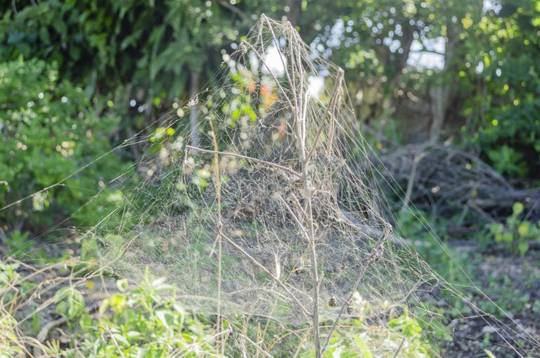 Back View of Thickly Weaved Spider Trap Stock Image - Image of ...