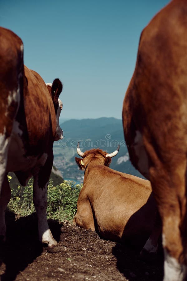 Back View of Three Brown Cow Looking at the Mountain View Stock Photo ...