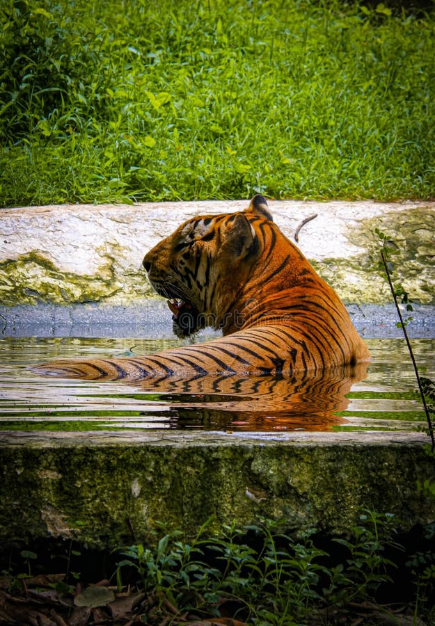 Back View of Tiger Swimming in Water Stock Photo - Image of waves ...