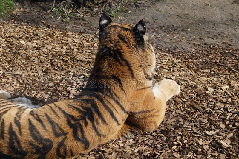Back View of a Tiger in Th Zoo Stock Image - Image of head, wildlife ...