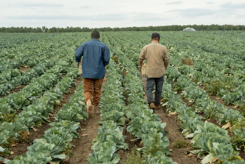 Back View of Two Farmers Moving Along Large Cabbage Field Stock Photo ...