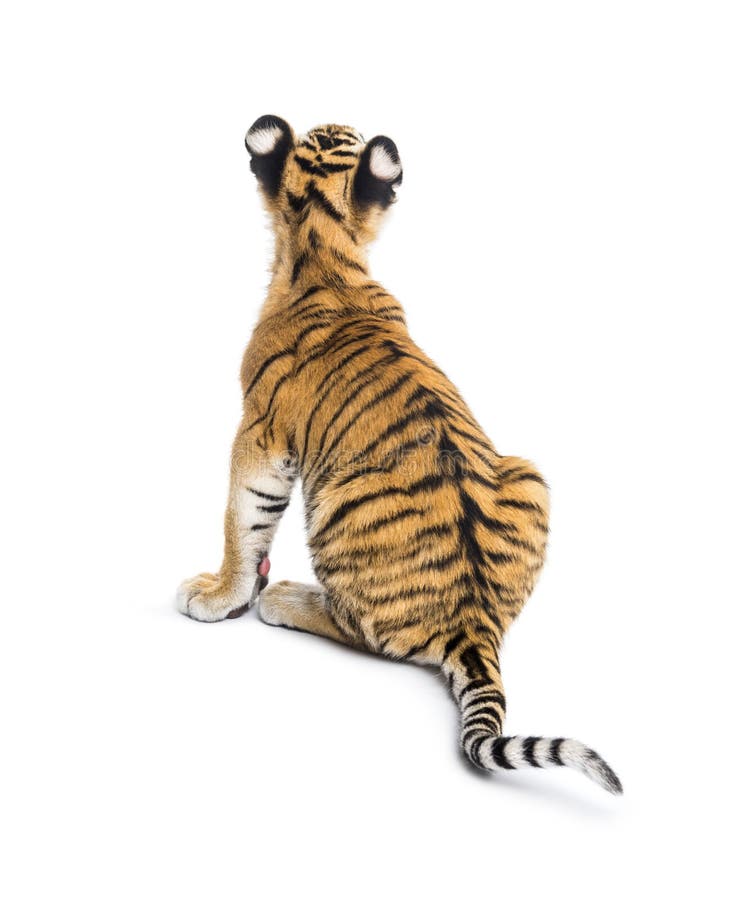 Tiger Sitting Rear View Stock Photos - Free & Royalty-Free Stock Photos ...
