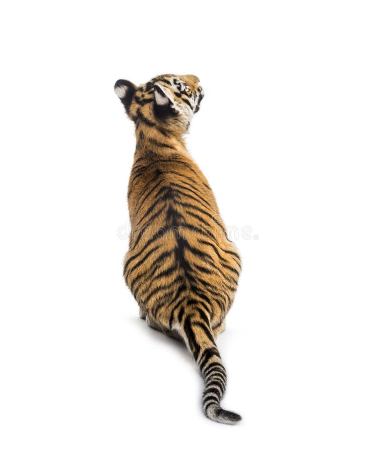 186 Tiger Sitting Back Stock Photos - Free & Royalty-Free Stock Photos ...
