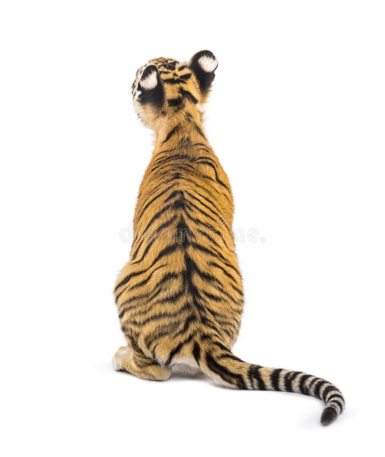 Tiger Sitting Rear View Stock Photos - Free & Royalty-Free Stock Photos ...