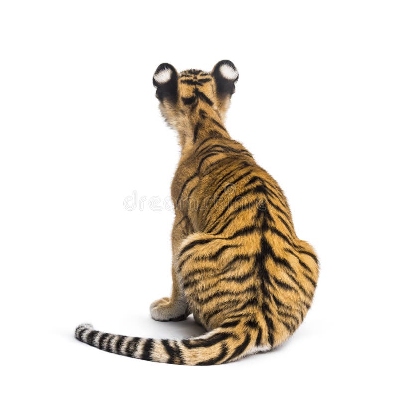 Tiger Sitting Rear View Stock Photos - Free & Royalty-Free Stock Photos ...