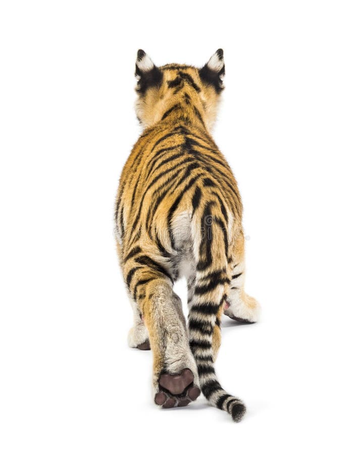 Back View of a Tiger Walking Ok Going Away, Big Cat, Isolated Stock ...